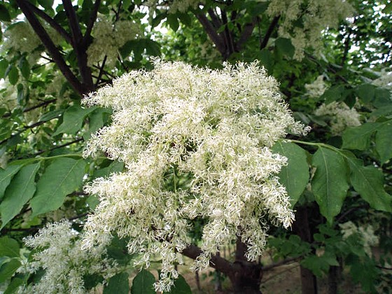 Fresno De Flor